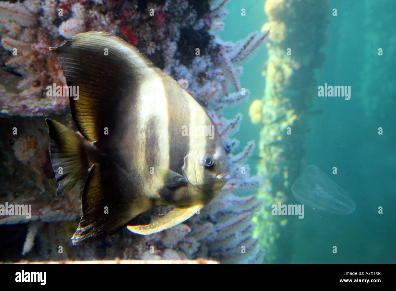 Bat fish underwater SCUBA Snorkel Stock Photo - Alamy