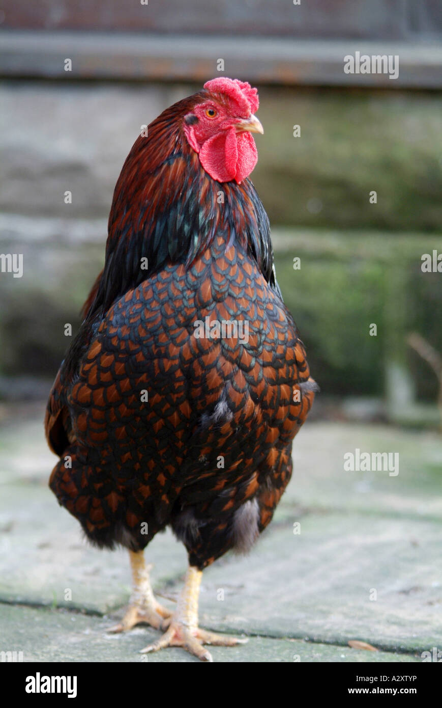 Cockerel in close up, in domestic garden, northern england 2007 Stock ...