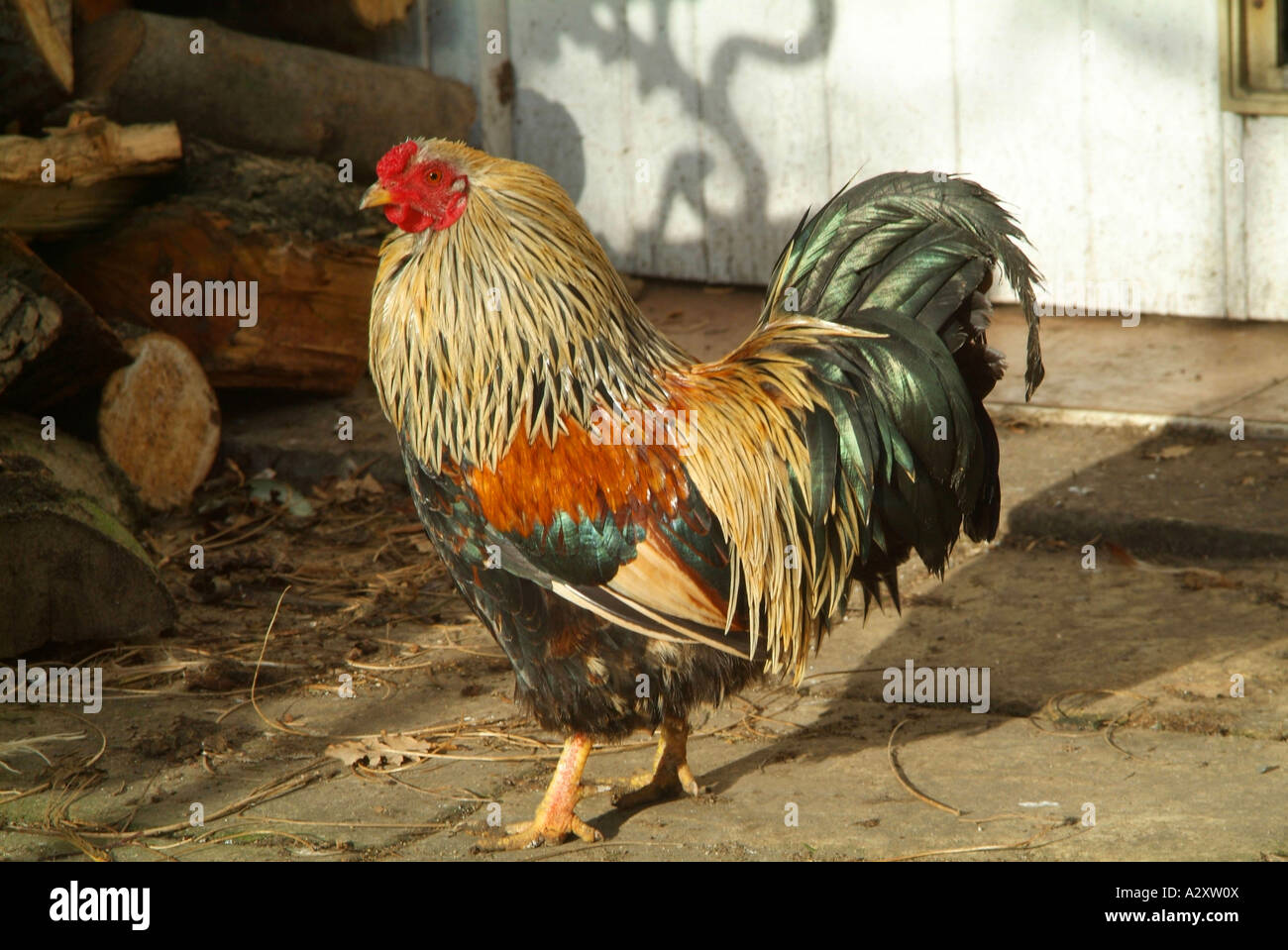 Handsome Cockerel, in domestic garden, northern england 2007 Stock ...
