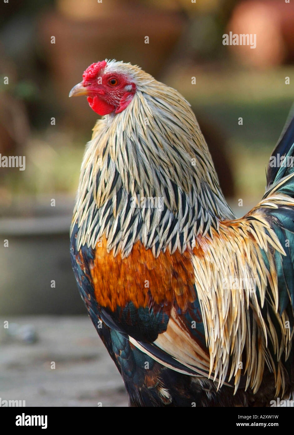 Handsome cockerel in Garden 2007 Stock Photo - Alamy