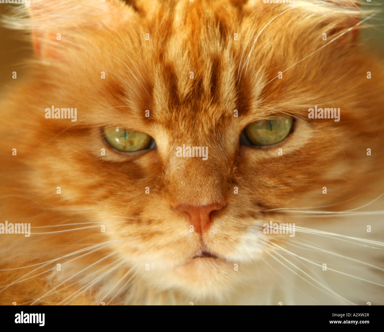 Ginger tom looking up hi-res stock photography and images - Alamy