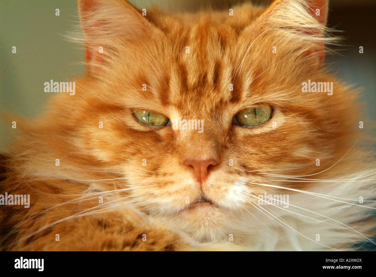 Grumpy tom cat hi-res stock photography and images - Alamy