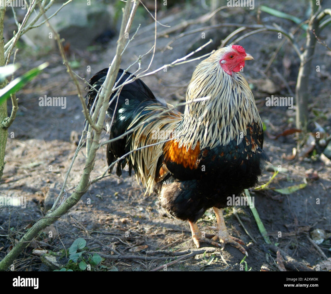 Handsome Cockerel, in garden, northern england 2007 Stock Photo - Alamy