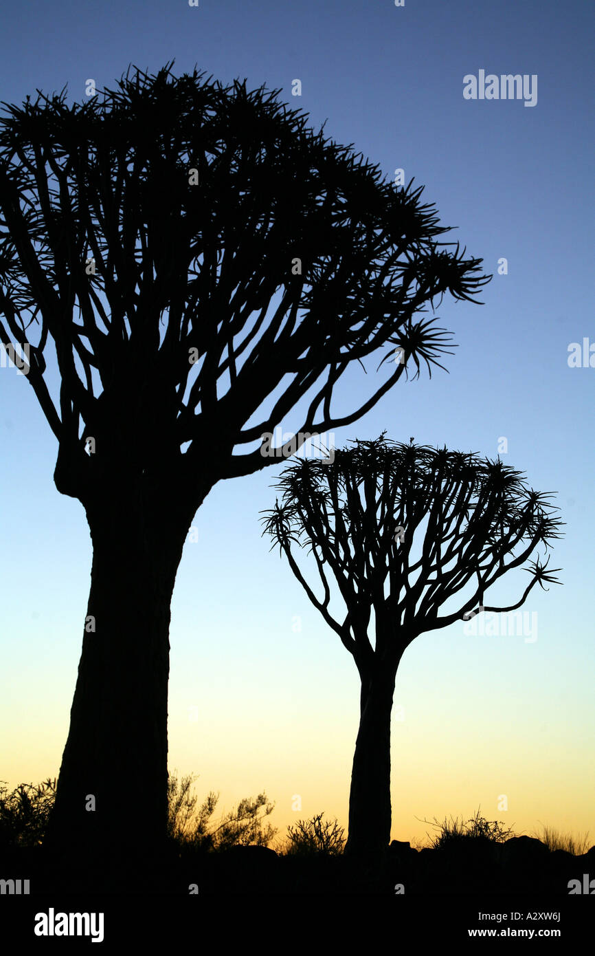 Quiver Tree Forest Namibia Stock Photo - Alamy
