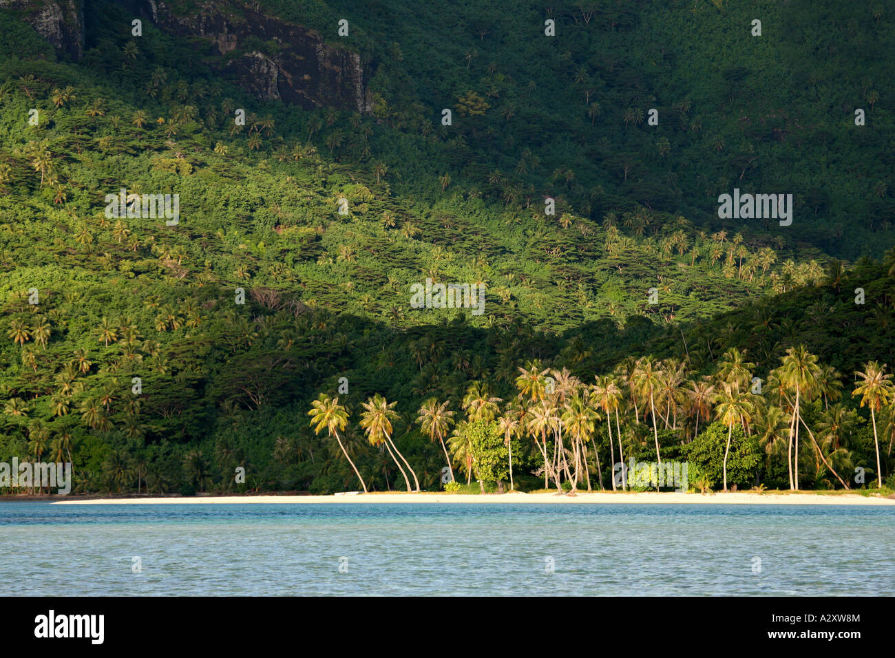 palm forest Maupiti French Polynesia Pacific Stock Photo - Alamy