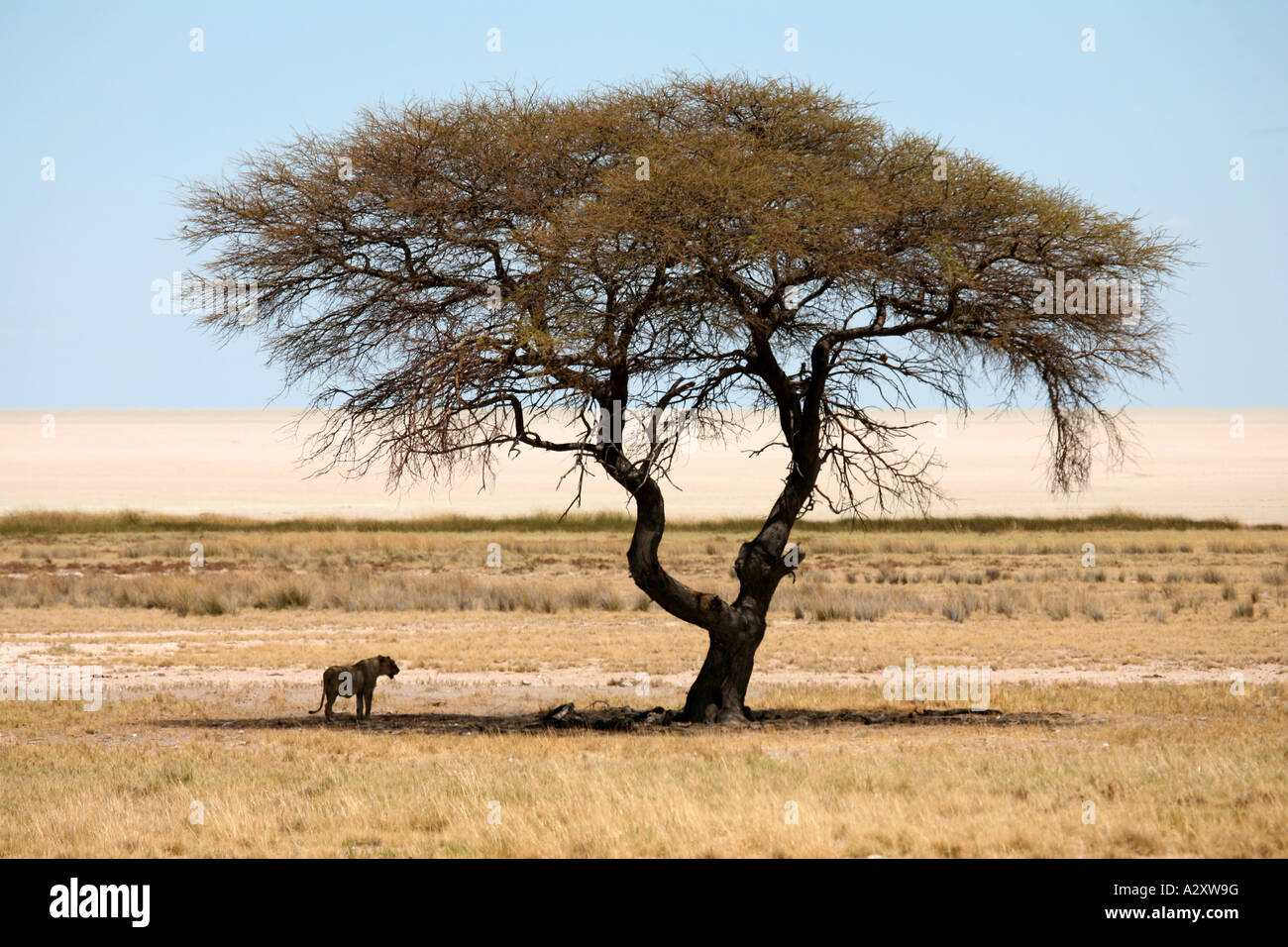 Lion sitting tree shade hi-res stock photography and images - Alamy