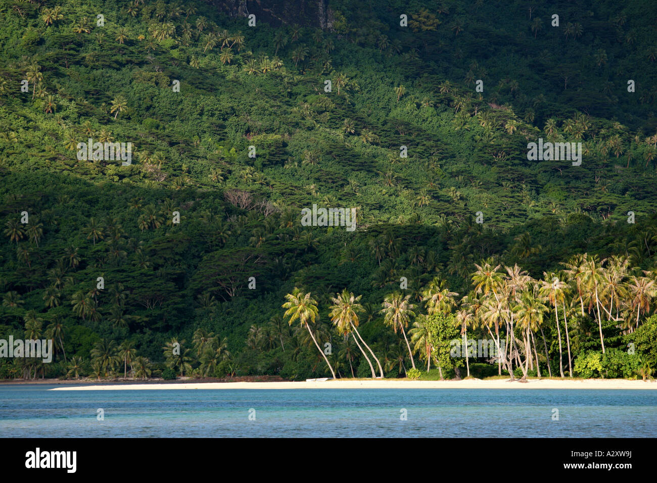 palm forest Maupiti French Polynesia Pacific Stock Photo - Alamy