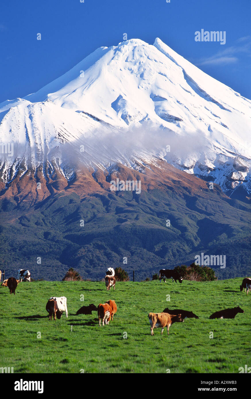 Mount Taranaki Egmont Dairy Cows Taranaki North Island New Zealand ...