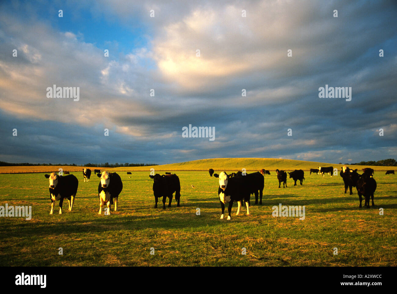 Cows in morning new zealand hi-res stock photography and images - Alamy