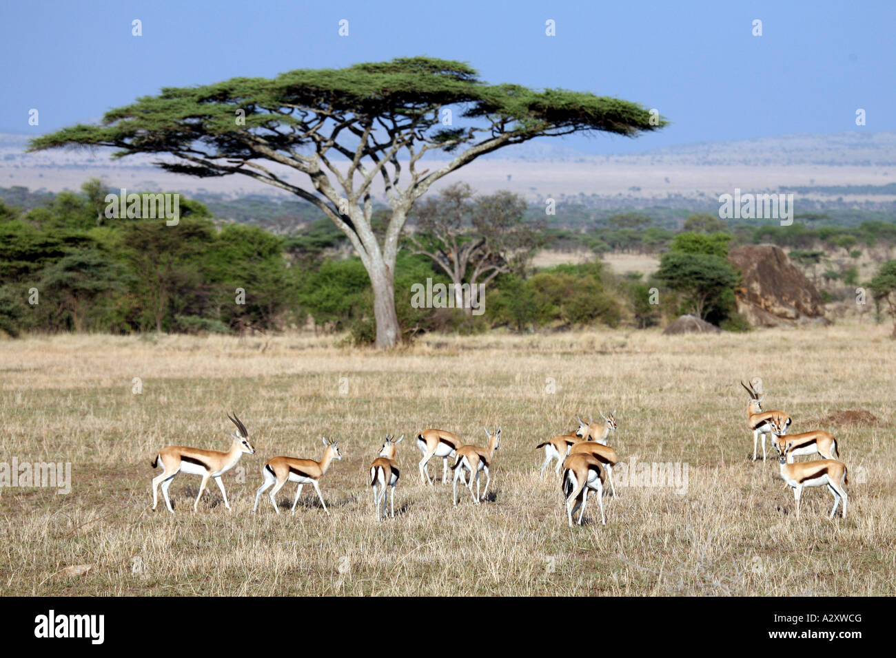 Impala under tree serengeti Stock Photo - Alamy