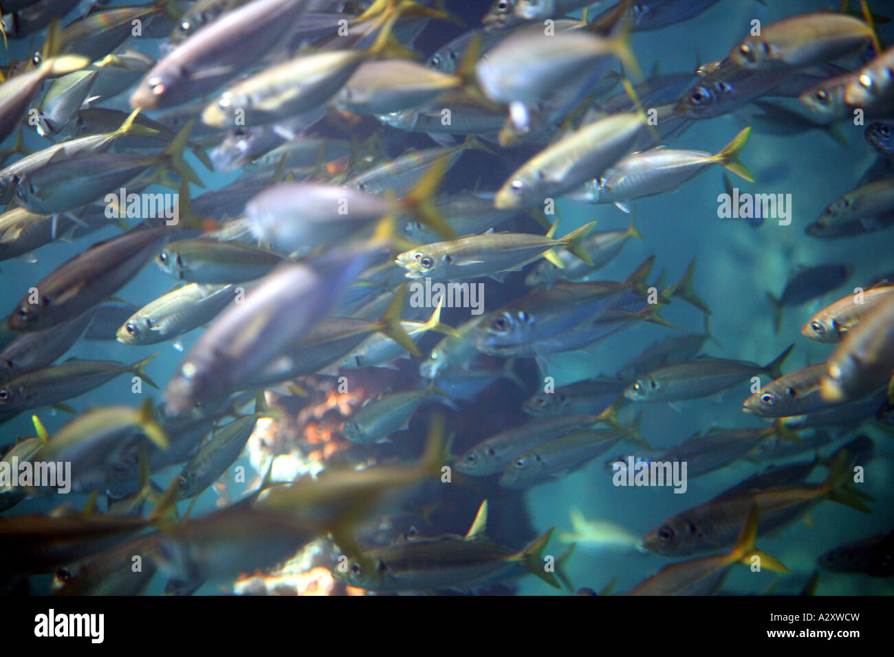 shoal school Fish aquarium Stock Photo - Alamy
