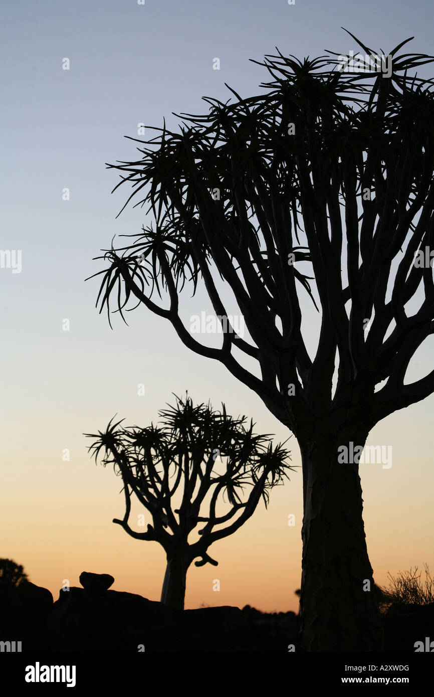 Quiver Tree Forest Namibia at sunset Stock Photo - Alamy