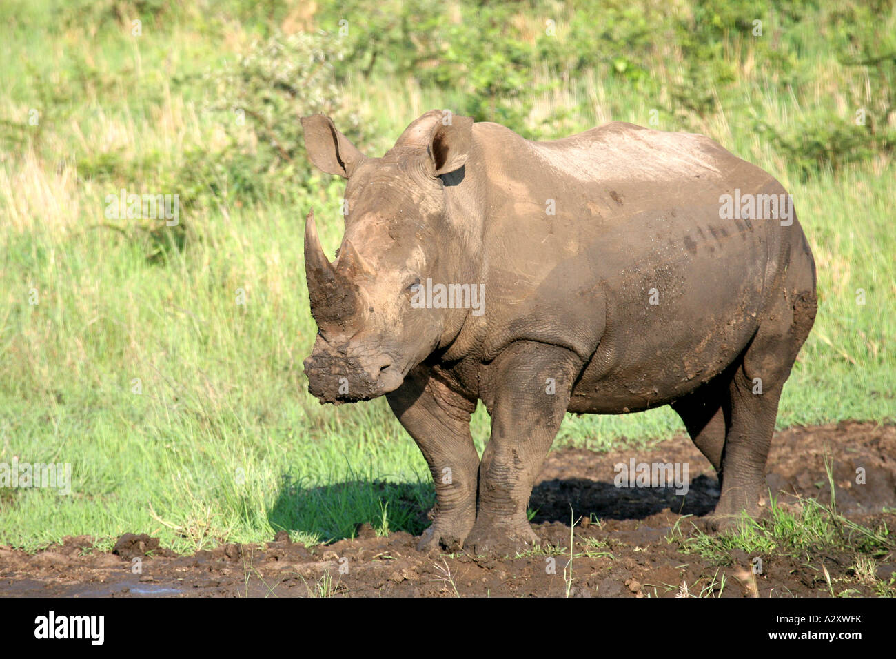 West African Black Rhinoceros