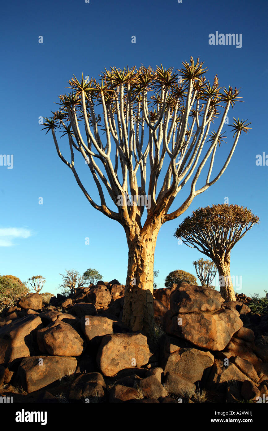 Quiver Tree Forest Namibia Stock Photo - Alamy