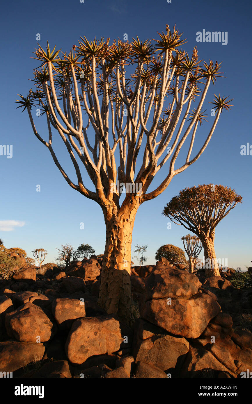 Quiver Tree Forest Namibia Stock Photo - Alamy