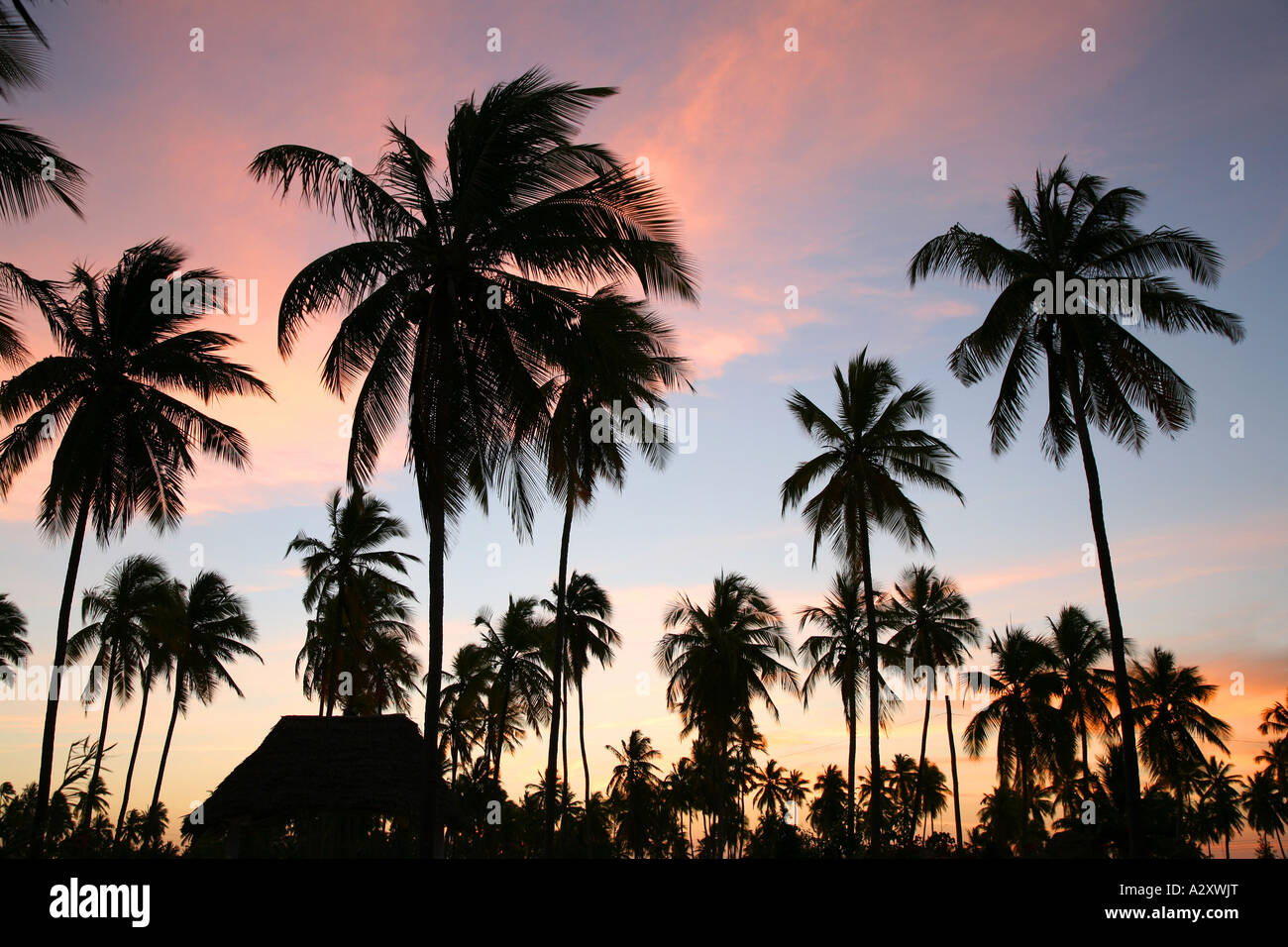 Zanzibar Palm forest at sunset Stock Photo - Alamy