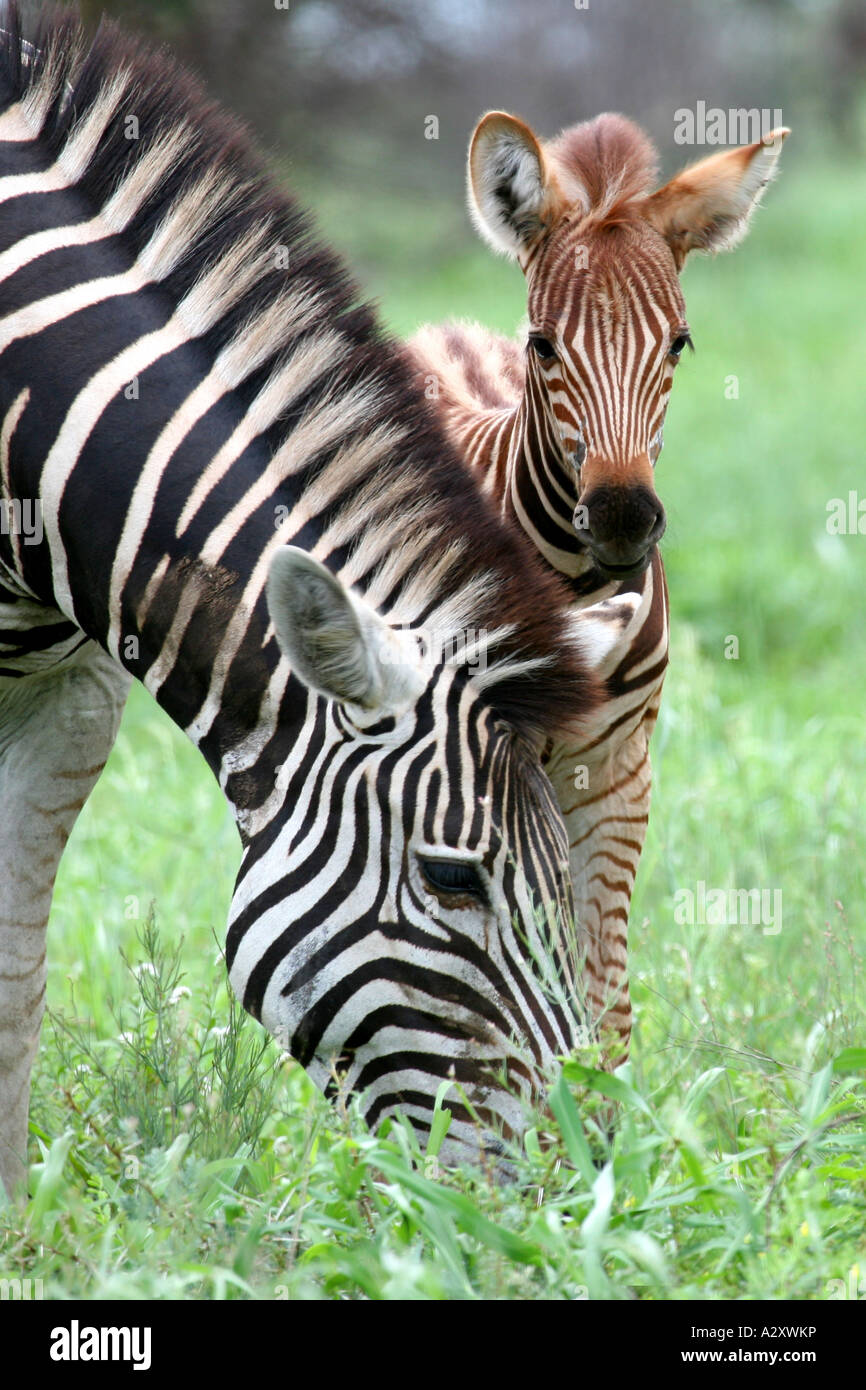 Zebra and Foal Namibia Stock Photo - Alamy