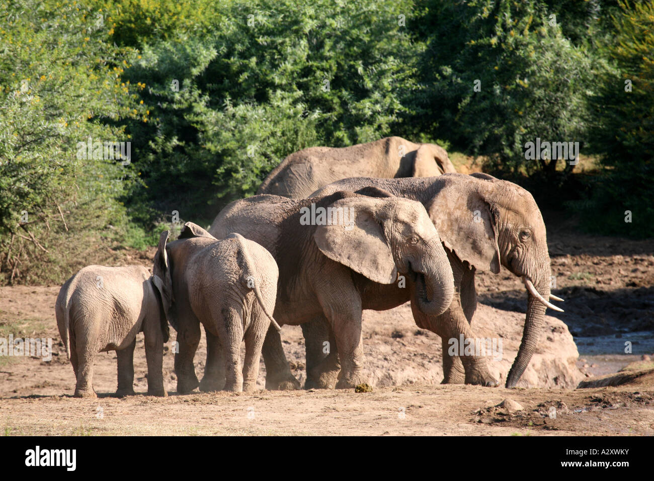 Elephants - Addo Elephant National Park Stock Photo - Alamy