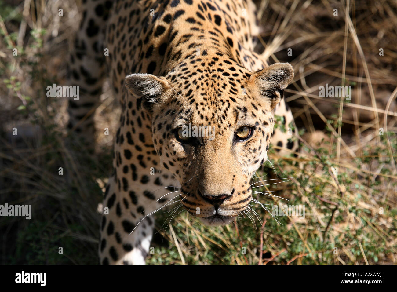 Leopard Big Cat, Namibia Stock Photo - Alamy
