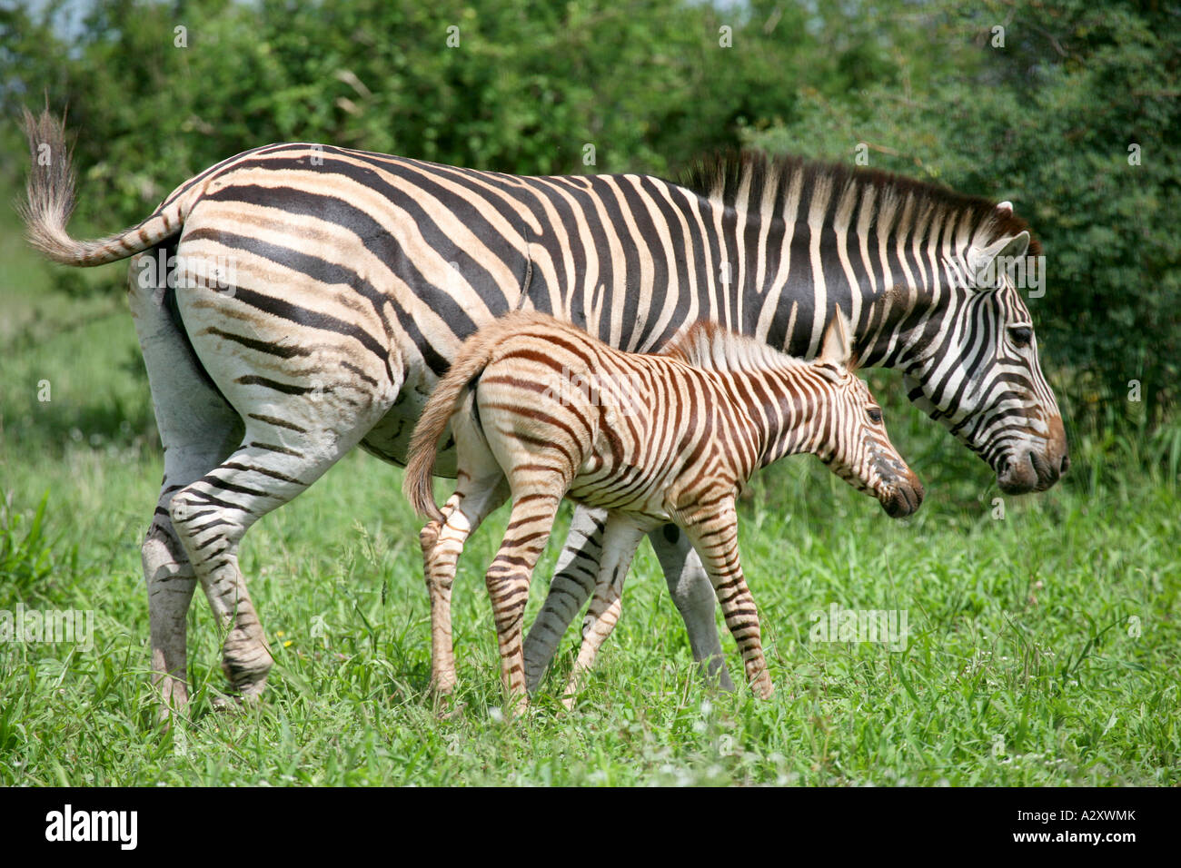 Zebra and foal Stock Photo - Alamy