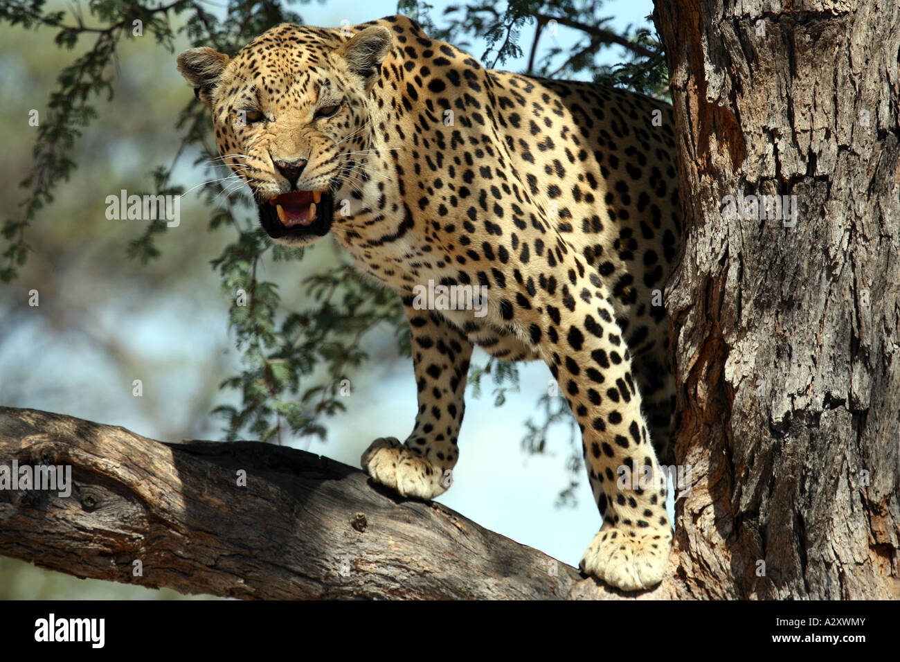 Leopard Cat in Tree, Namibia Stock Photo - Alamy