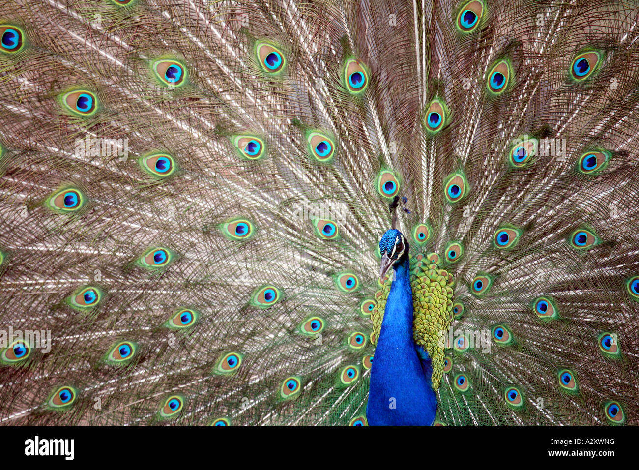Peacock feather display Stock Photo - Alamy