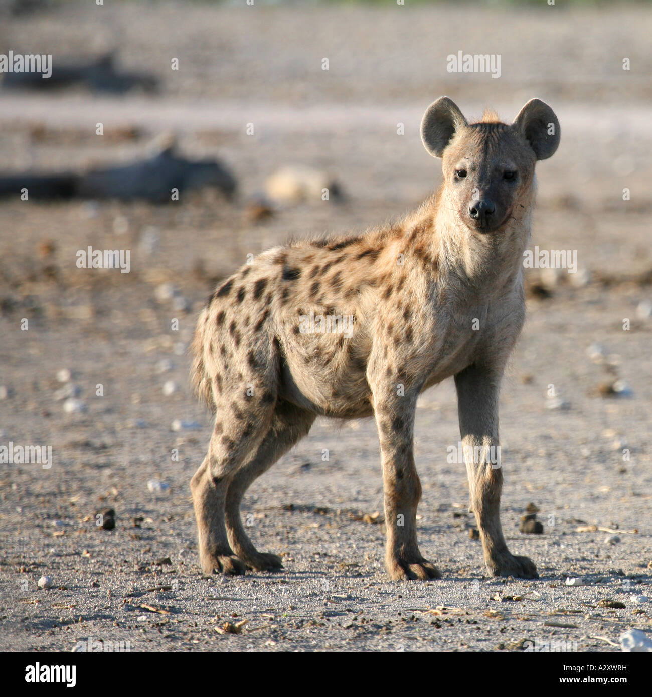 Hyena in morning dawn light Etosha Pan Namibia Stock Photo - Alamy