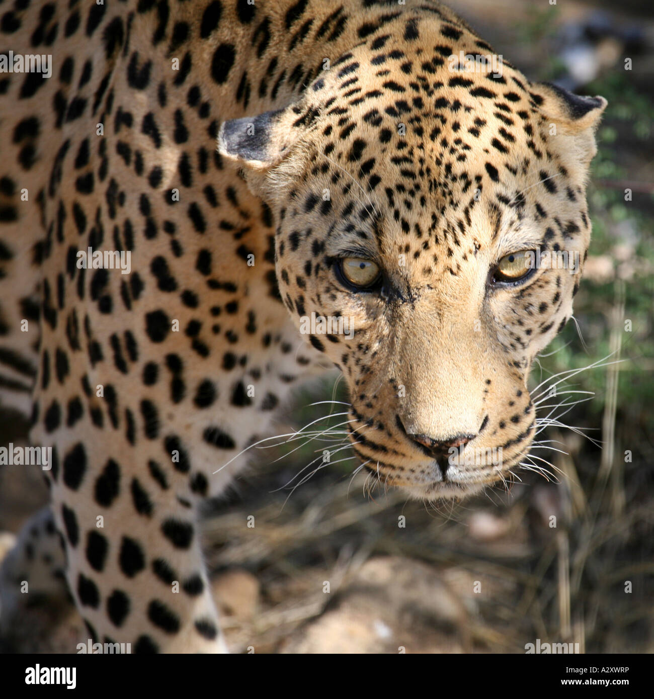 Leopard - Big Cat, Namibia Stock Photo - Alamy