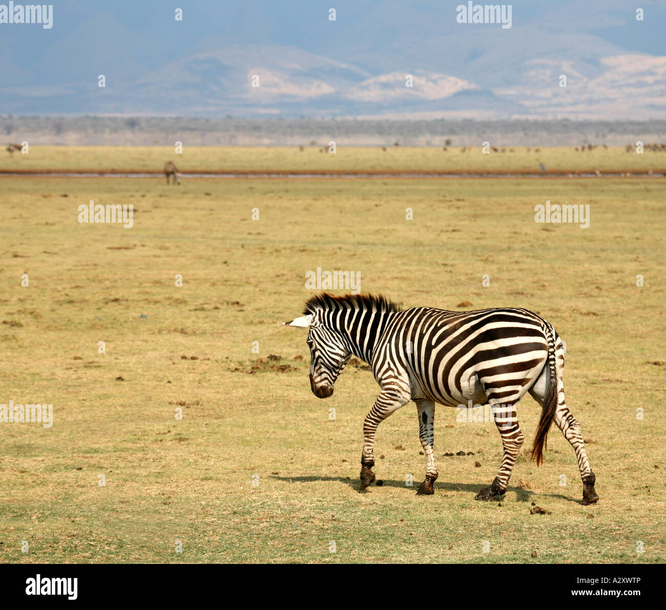 Burchells zebra markings hi-res stock photography and images - Alamy