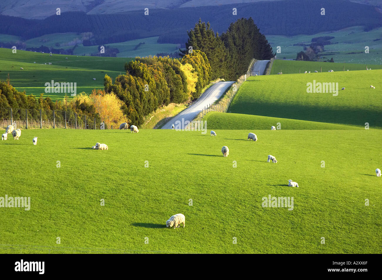 Farmland near Balclutha South Otago South Island New Zealand Stock ...