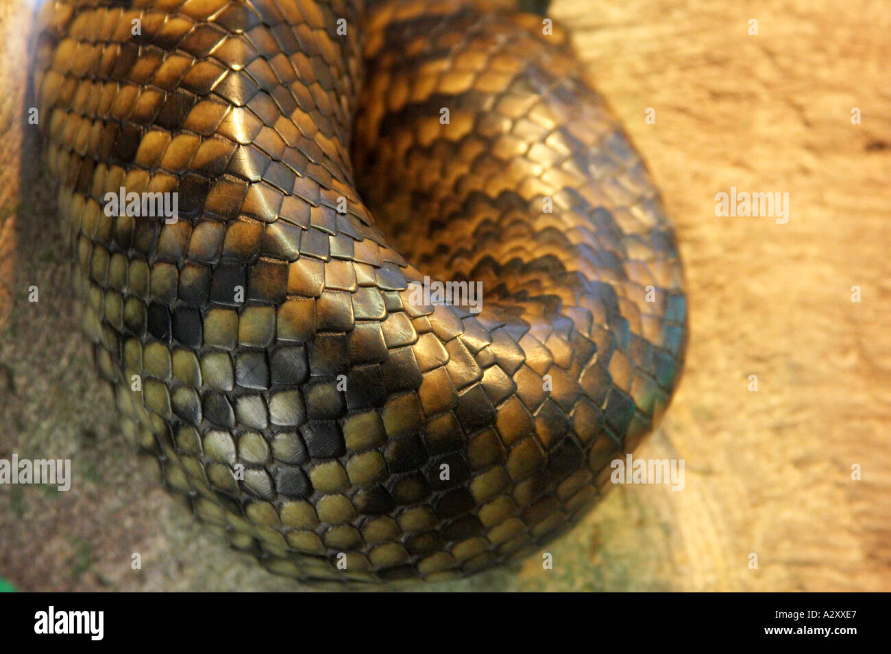 Snakes scale patterns hi-res stock photography and images - Alamy