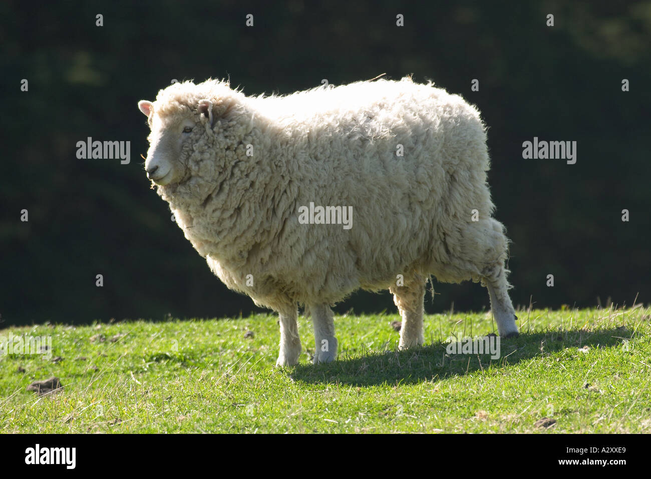 Sheep New Zealand Stock Photo - Alamy