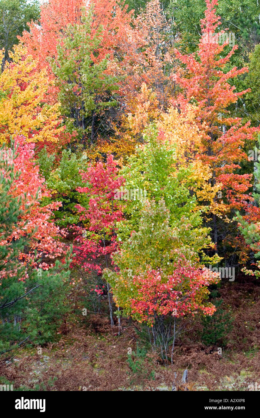 Fall trees in full color Stock Photo - Alamy