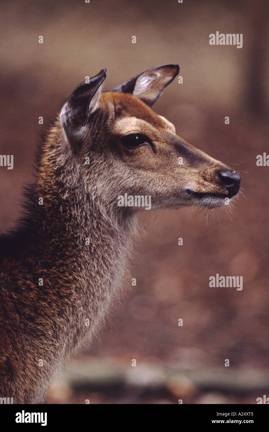 Cervus nippon domestic hi-res stock photography and images - Alamy