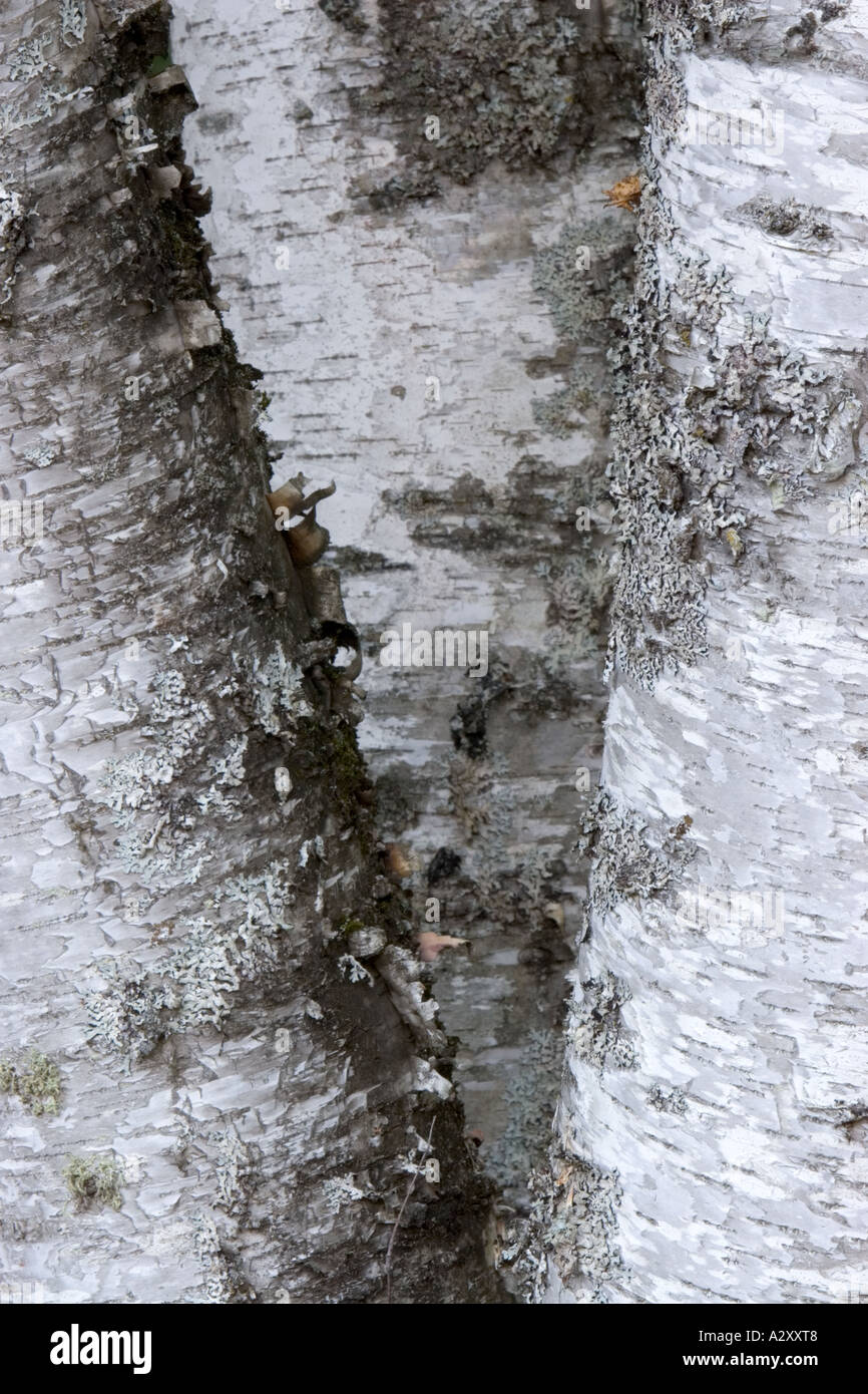 Three birch tree trunks Stock Photo - Alamy
