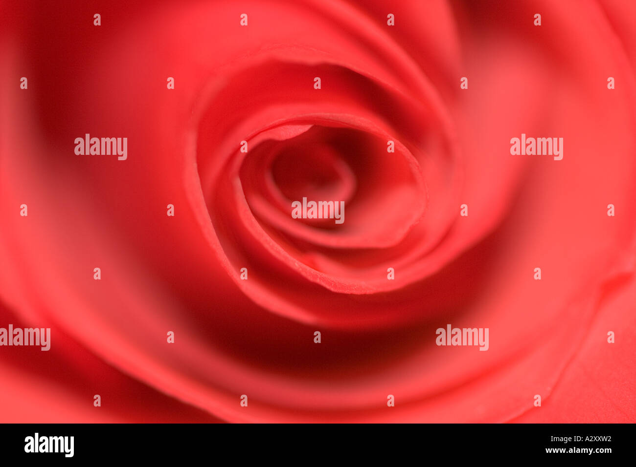 Abstract image of a red rose Stock Photo - Alamy