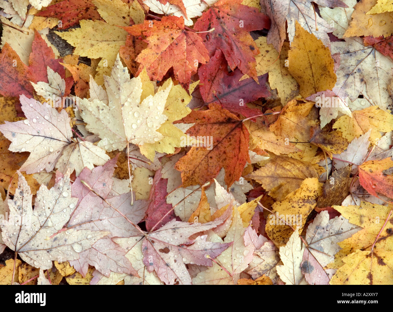 Maple leaves change color hi-res stock photography and images - Alamy