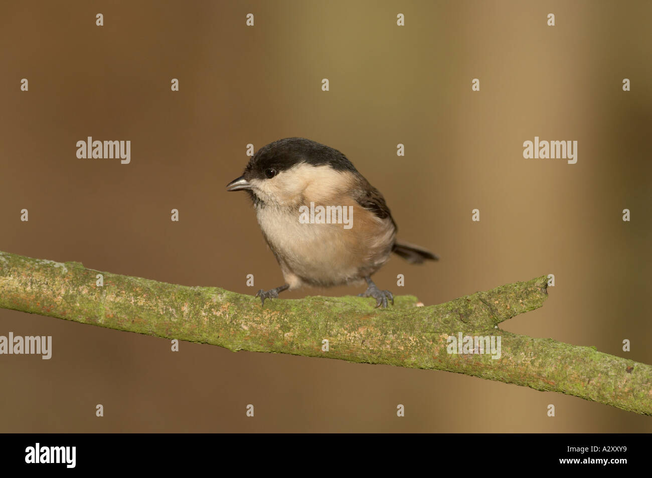 Willow Tit - Parus montanus Stock Photo - Alamy
