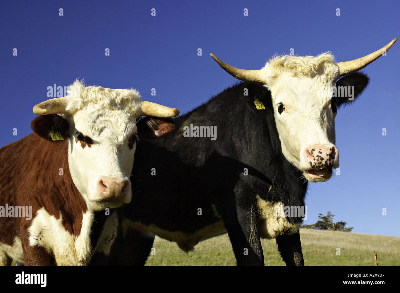 Two paddocks new zealand hi-res stock photography and images - Alamy