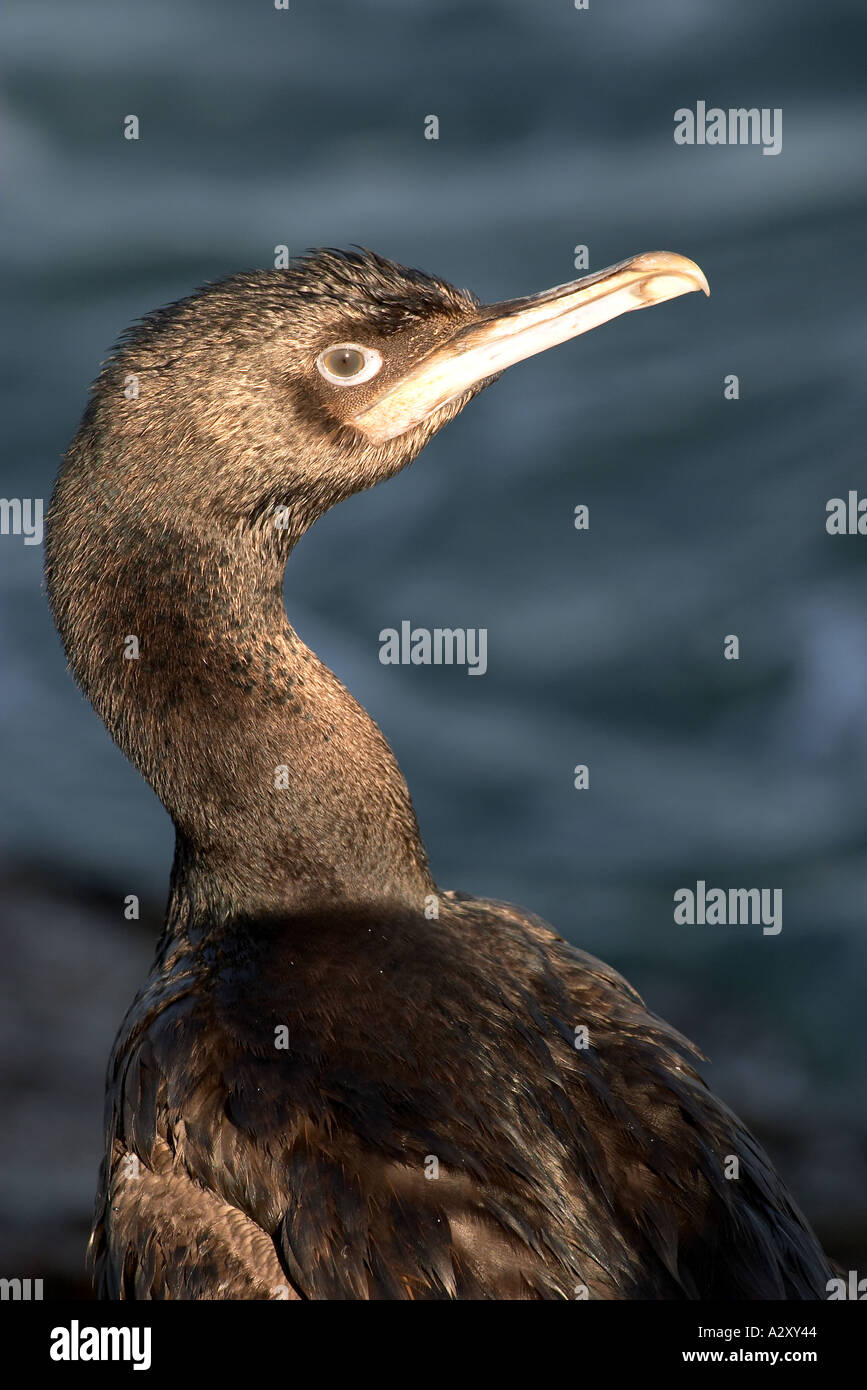 Spotted cormorant new zealand hi-res stock photography and images - Alamy