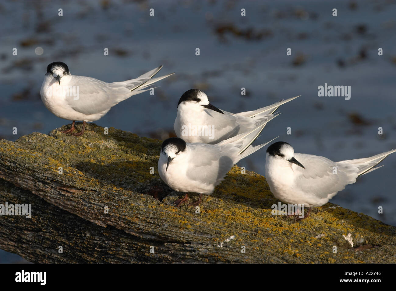 White fronted Tern Tara Sterna striata Otago Harbour South Island New ...
