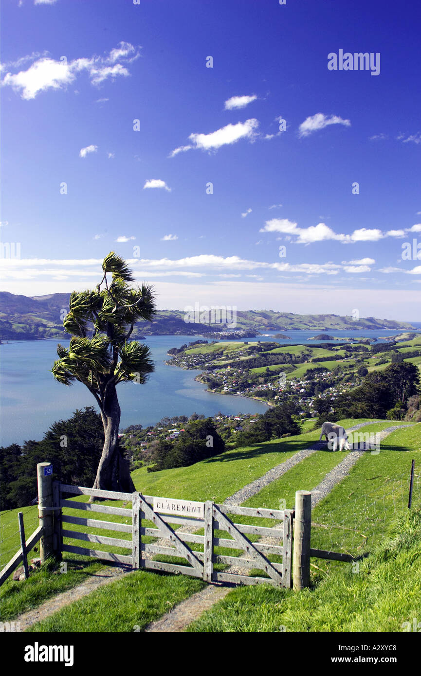 Gate Cabbage Tree on Otago Peninsula above MacAndrew Bay Otago Harbour ...