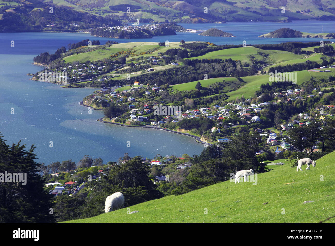 Sheep on Otago Peninsula above MacAndrew Bay Otago Harbour Dunedin ...
