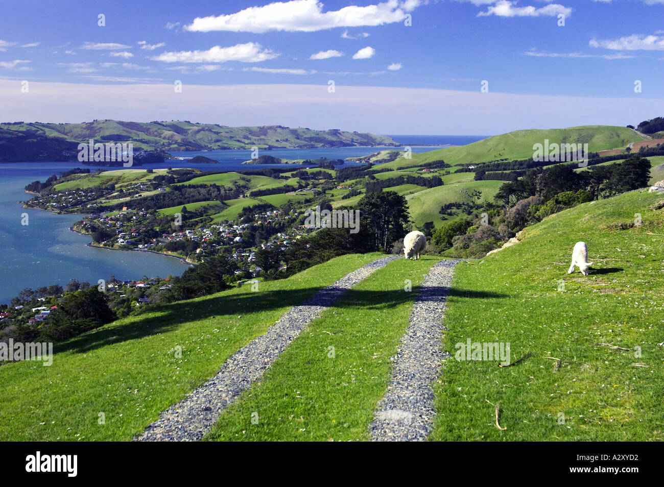 Sheep on Otago Peninsula above MacAndrew Bay Otago Harbour Dunedin ...