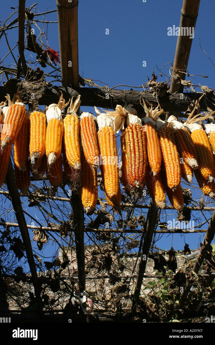 Corn drying in the sunshine in the beautifull village of Chuandixia ...