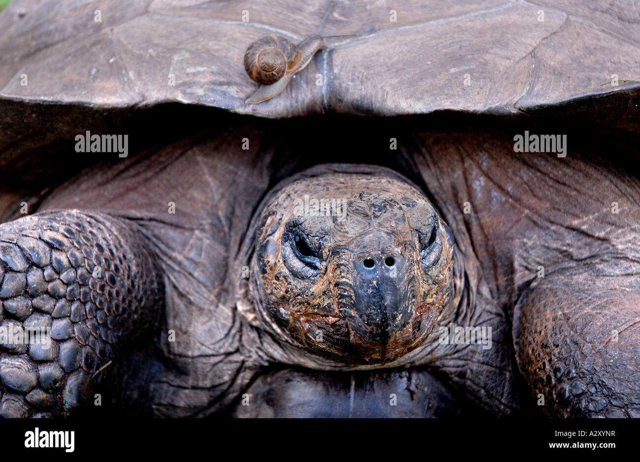 Turtle Madeira islands Portugal Stock Photo - Alamy