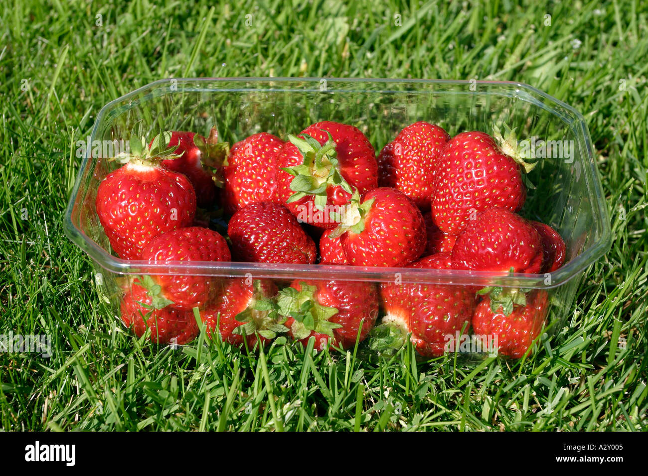Strawberries in box on green hi-res stock photography and images - Alamy
