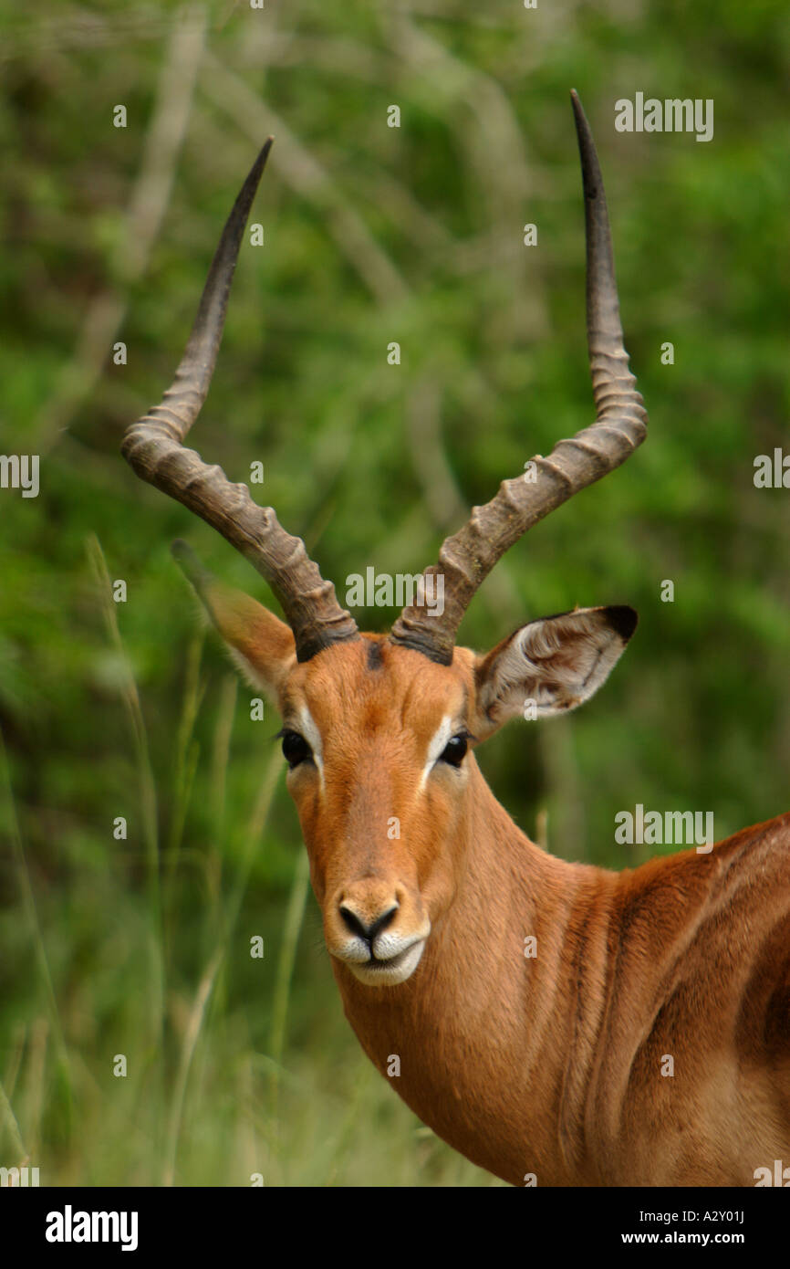 getting too close for comfort Stock Photo - Alamy