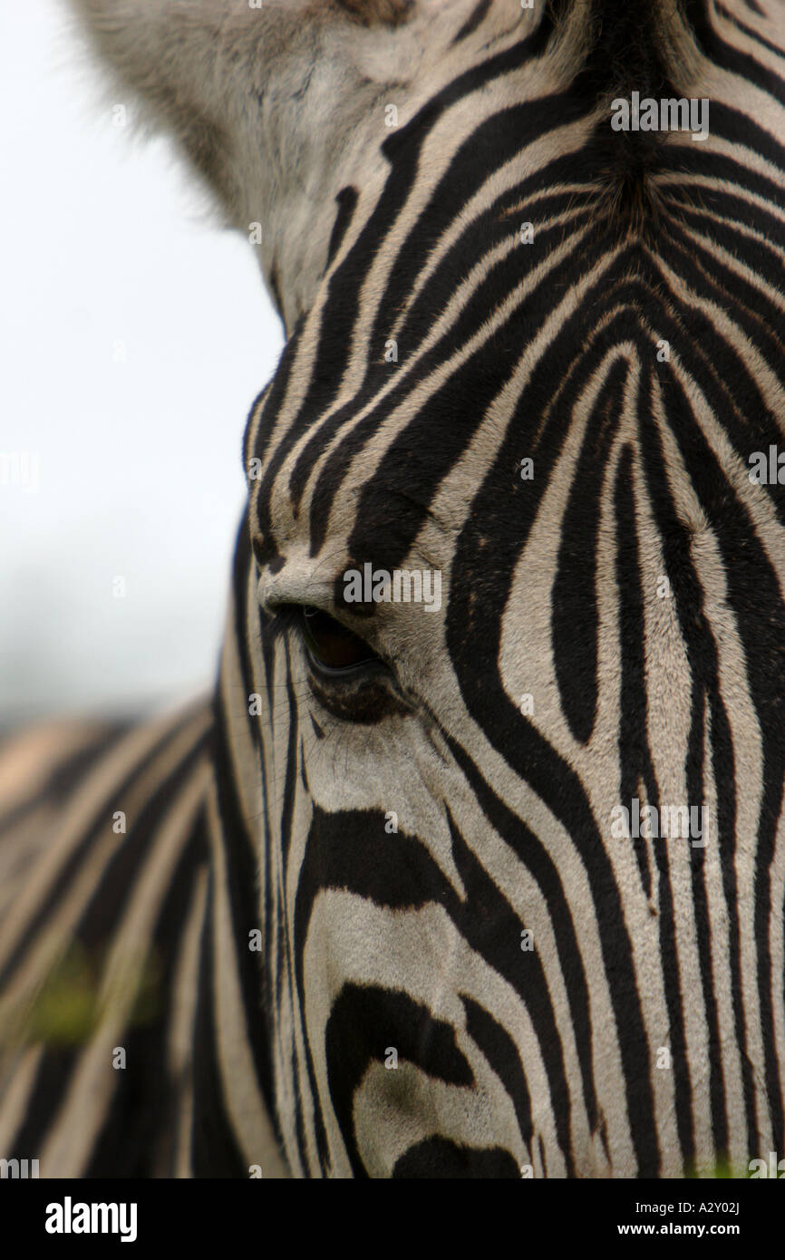 Half zebra hi-res stock photography and images - Alamy