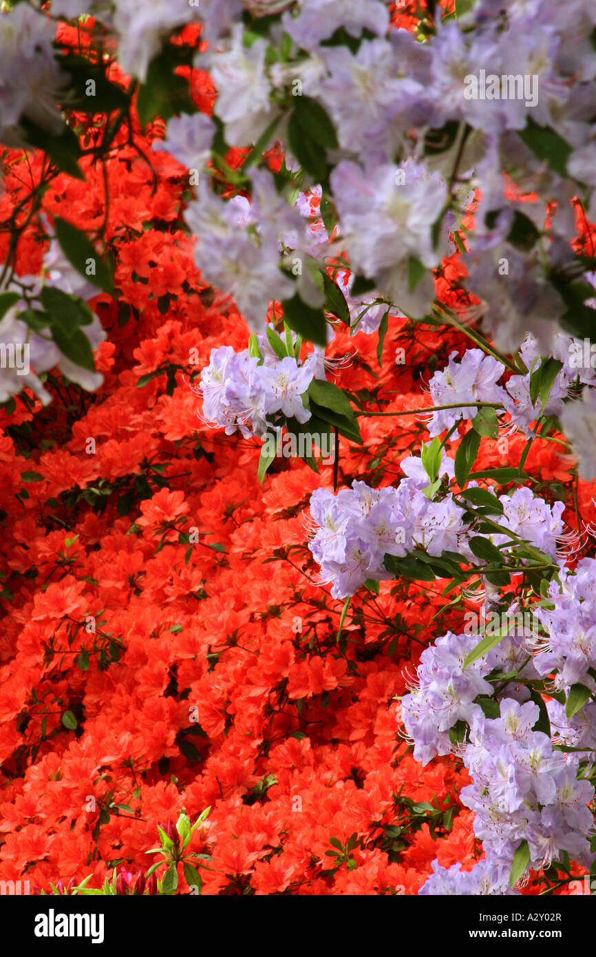 colourful spring azaleas Stock Photo - Alamy